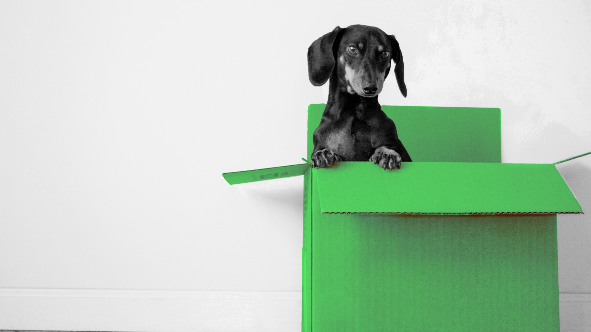 Zwierzęta w języku angielskim. Nazwy zwierząt domowych i dzikich ...