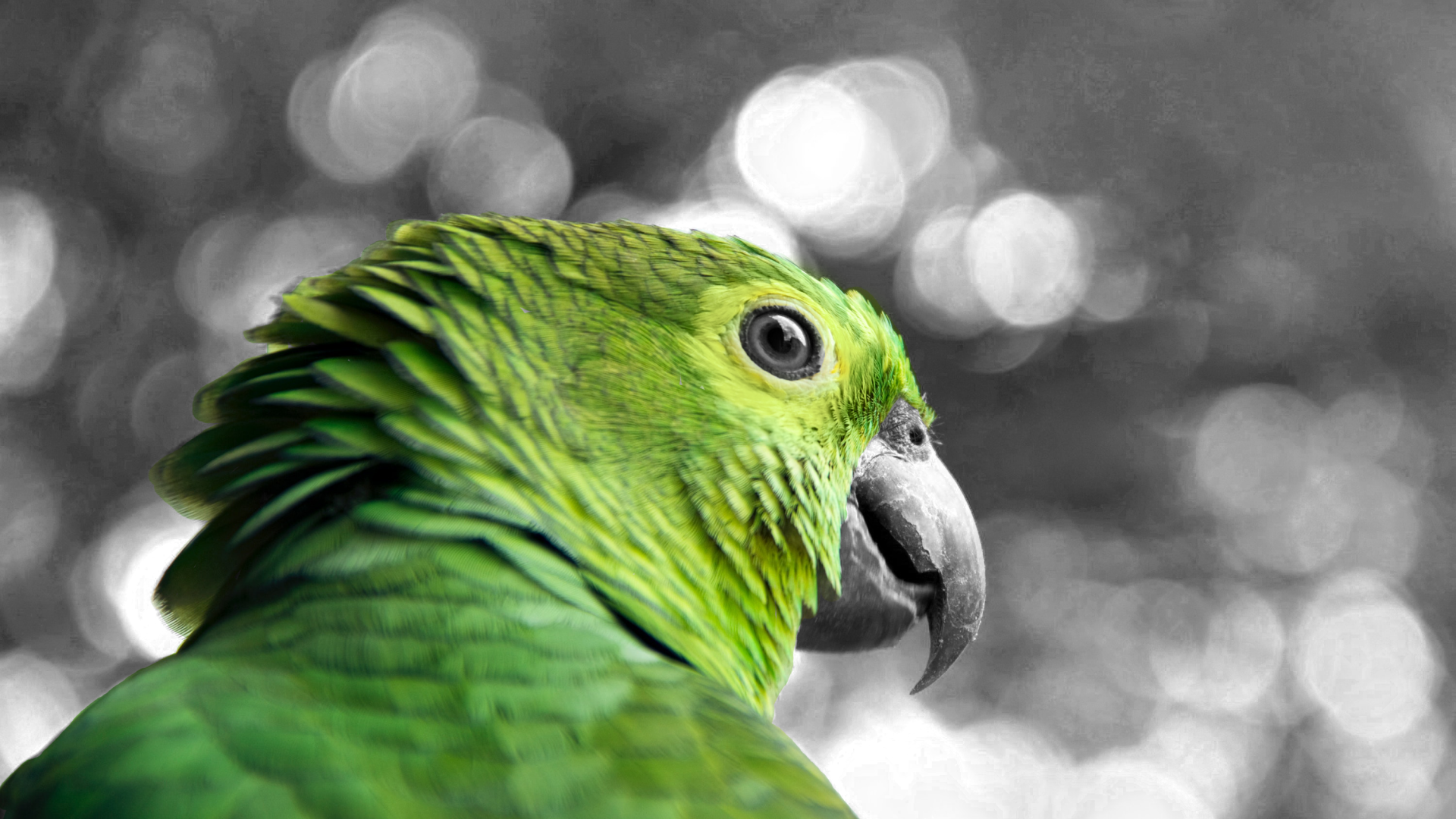 The most common pets and wild animals in German: vocabulary with ...